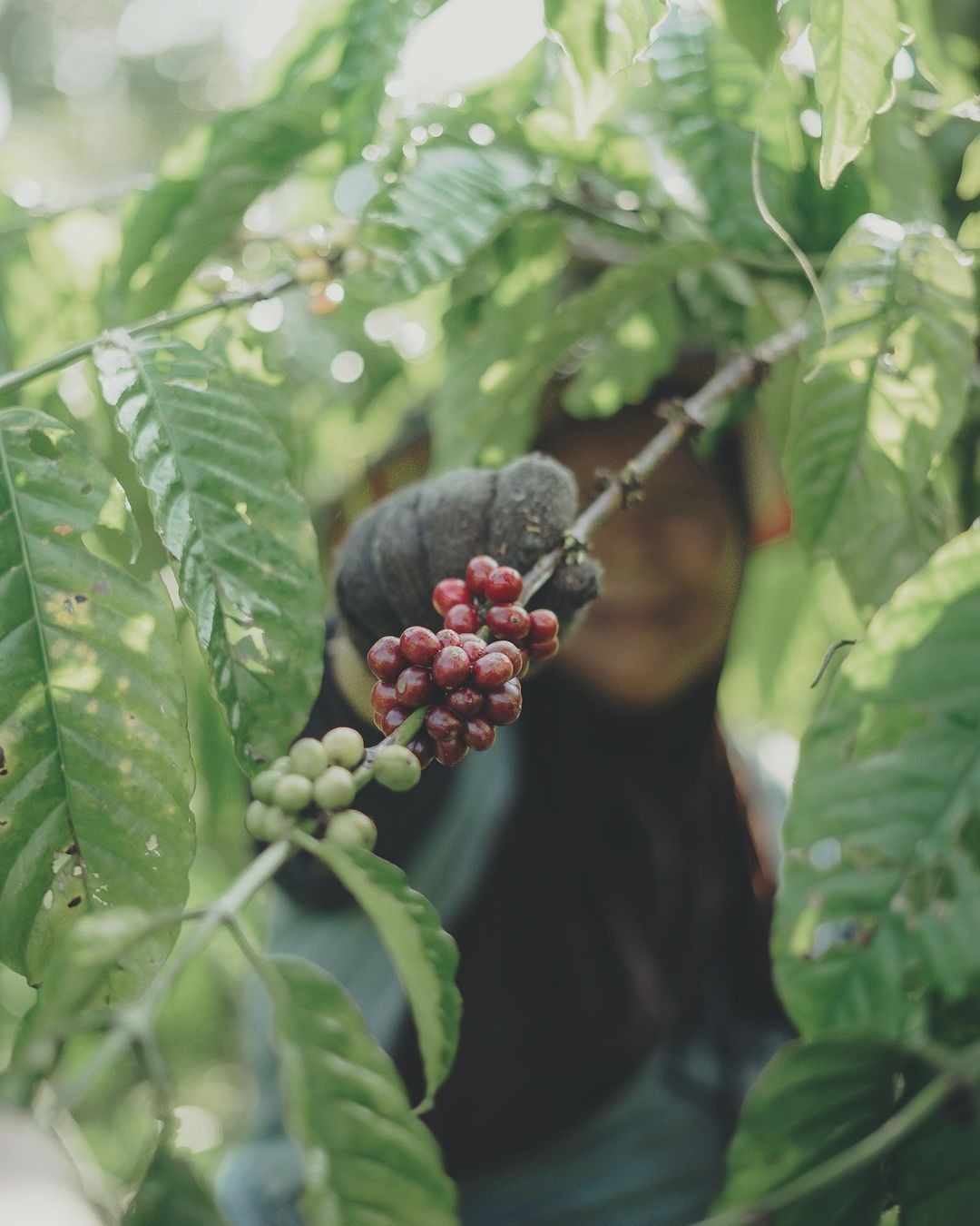 Fenomena ‘Sebotol Kopi Golda’ di Kalangan Muda - De Karanganjar